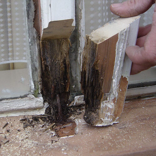 What is wood rot? And how to solve this? - EAZYFIX
